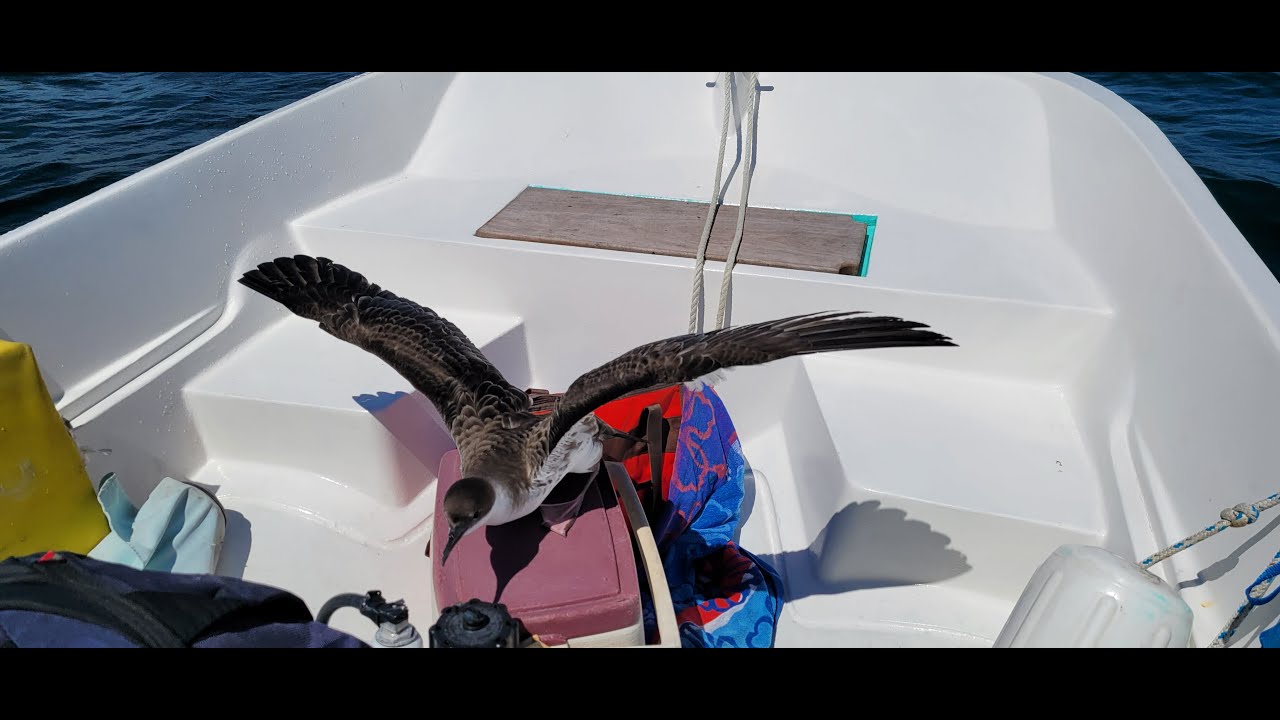 Fishing and Birding off Block Island - YouTube