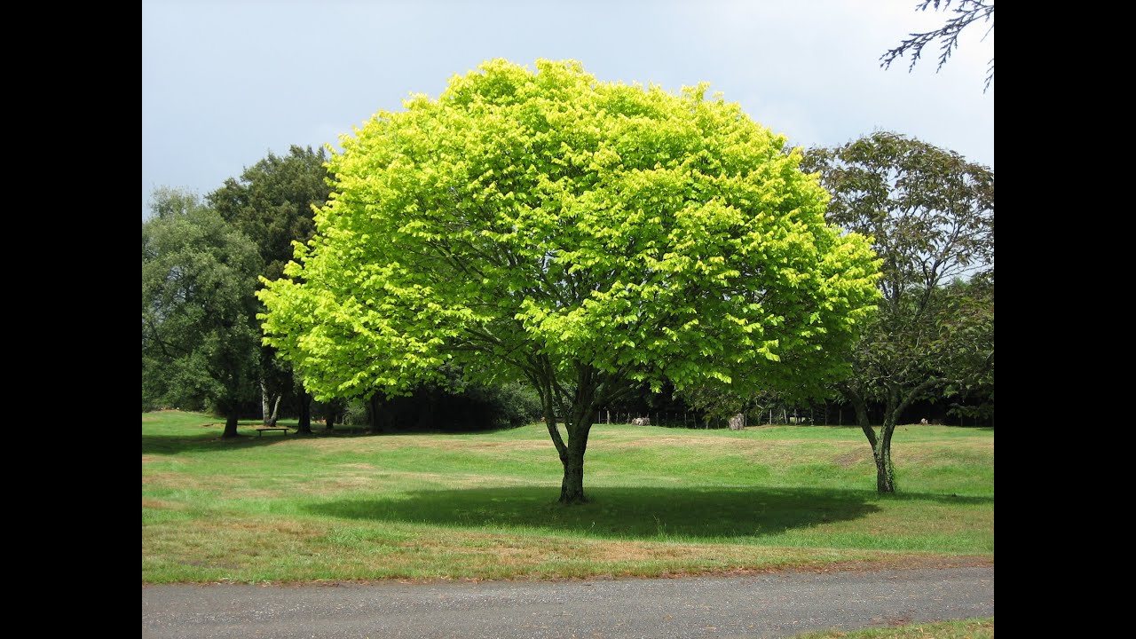 Misleading Thumbnail (Tree) - YouTube