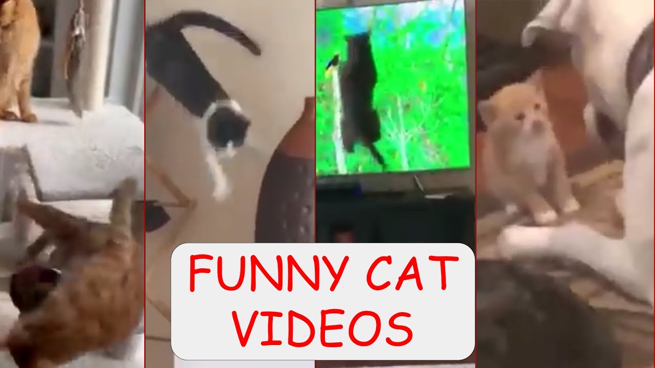 Ultimate Desi Cat Comedy Show! | Funniest Cat Moments - YouTube