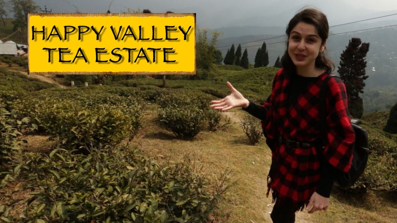 Happy Valley Tea Estate || Darjeeling - YouTube