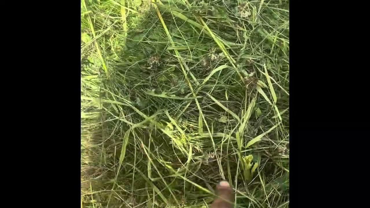 Mowing hay happy Fourth of July - YouTube