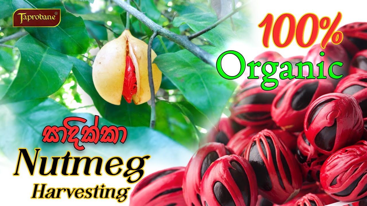 Nutmeg Harvesting | Harvesting | spices | Nutmeg | Myristica | Sadikka ...