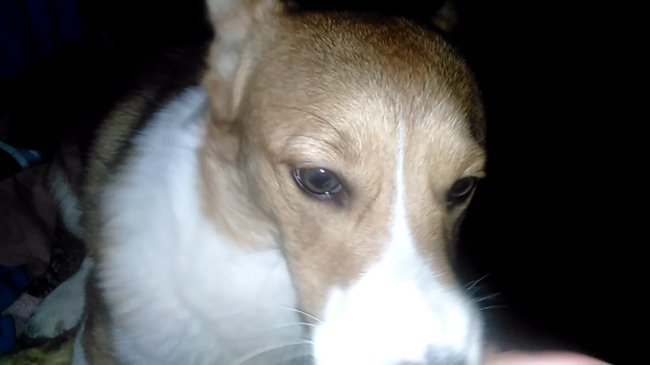 Corgi licks! Little guy loves giving kisses!! - YouTube