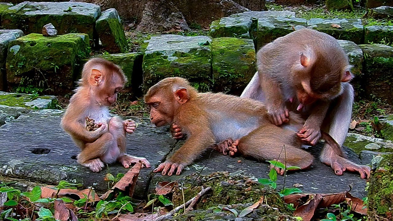 Monkey Parade: Luno and His Friends March Through the Forest - YouTube