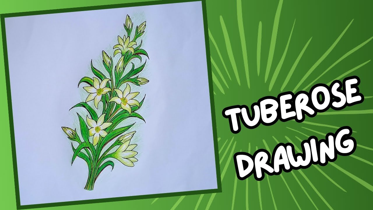 Tuberose Drawing|| How to Draw Tuberose Easily|| Step by Step Tuberose ...