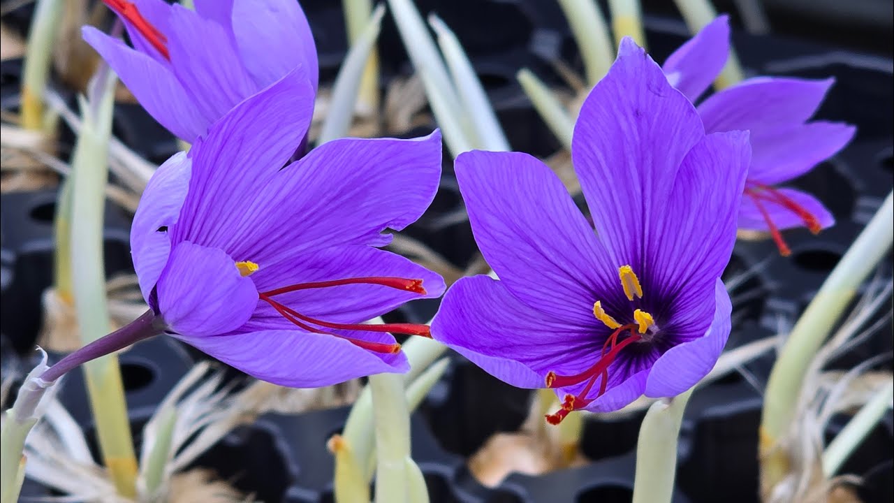 Growing Saffron Indoors - Clusters of Flowers/Crocus sativus - YouTube
