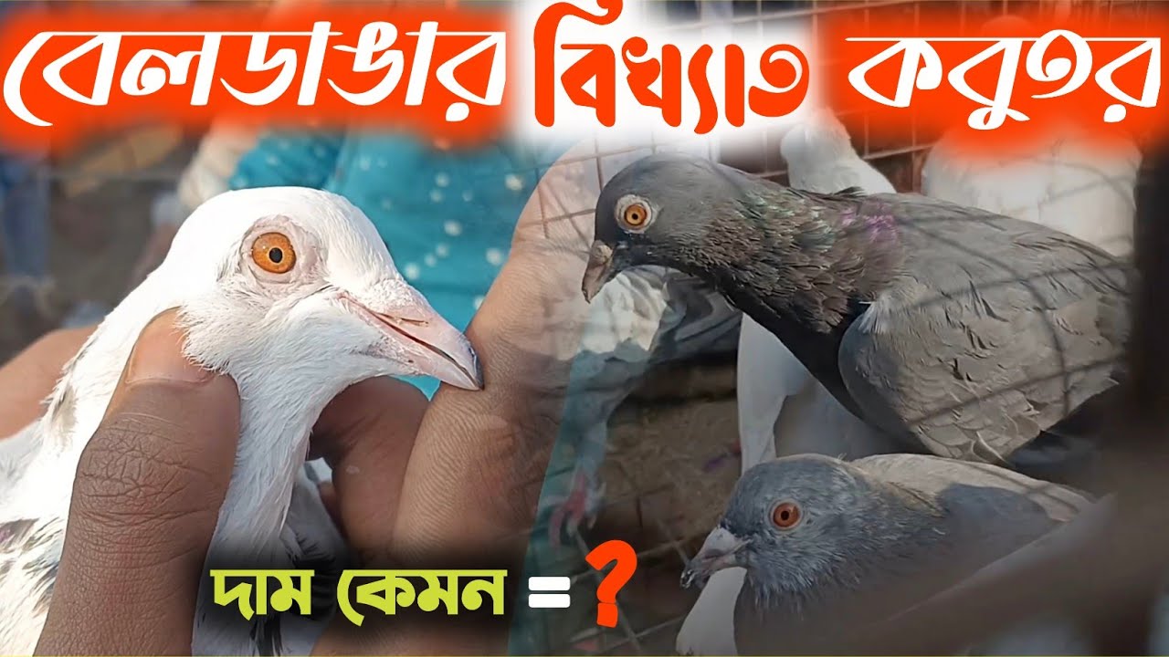 কবুতর হাট ২০২৩ | Beldanga Hat Murshidabad | Beldanga Pigeon Market 🕊 ...