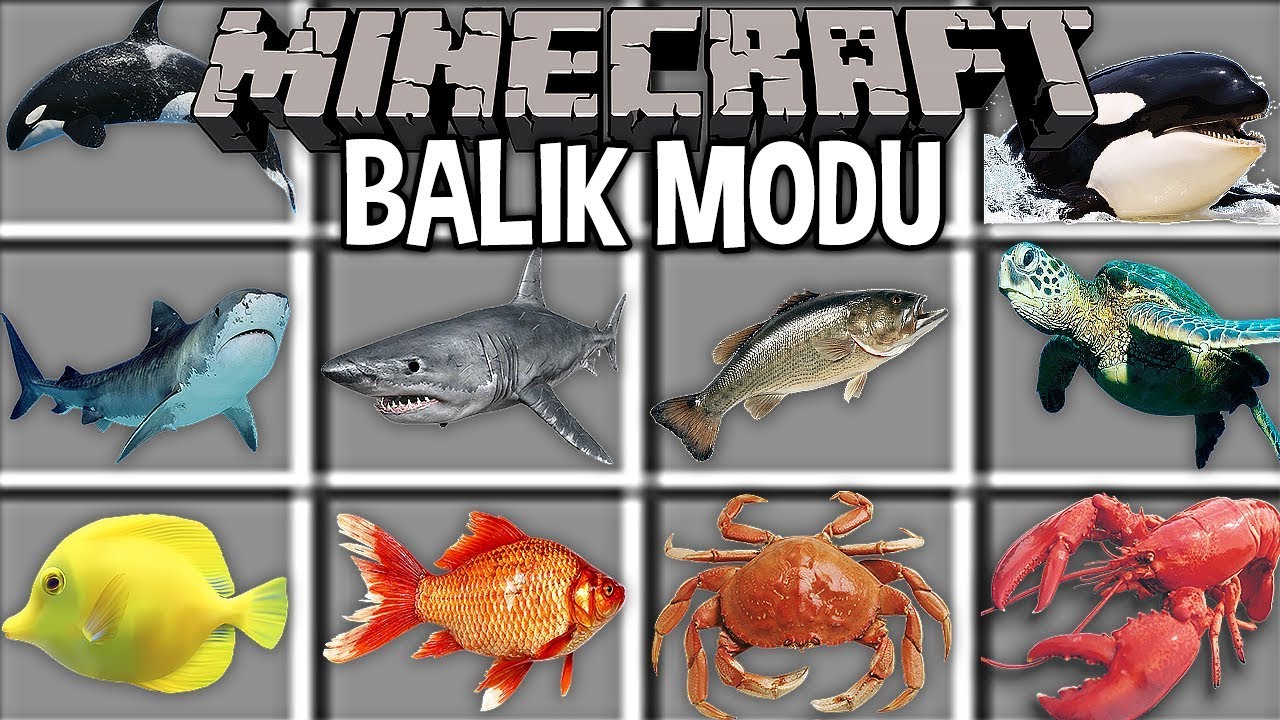 🐟🎣 MİNECRAFT BALIK MODU 🕹 (Köpek Balığı, Okyanus Modu) - YouTube