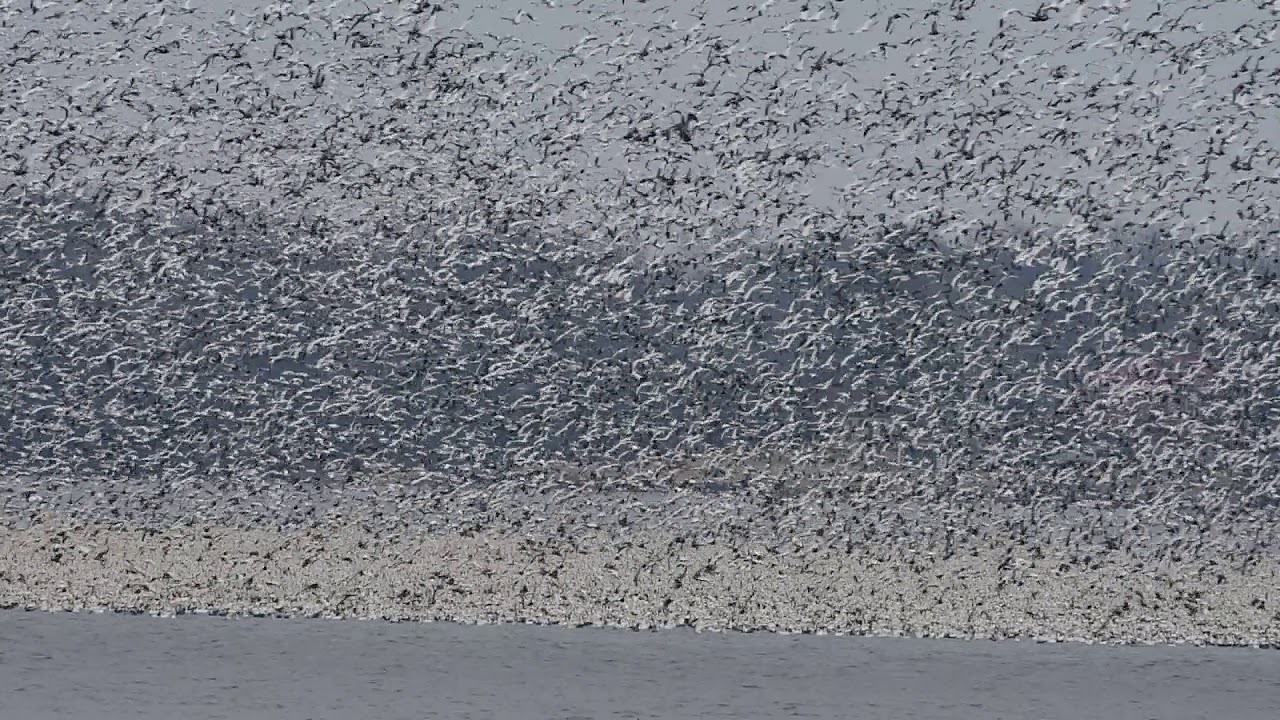 Snow geese at Lake Springfield - YouTube