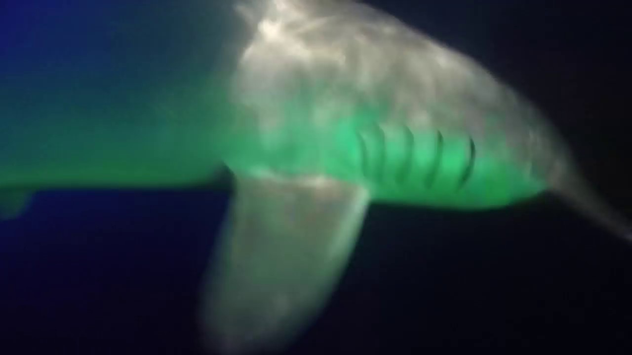 Hammer Head 1 HD 720p - YouTube