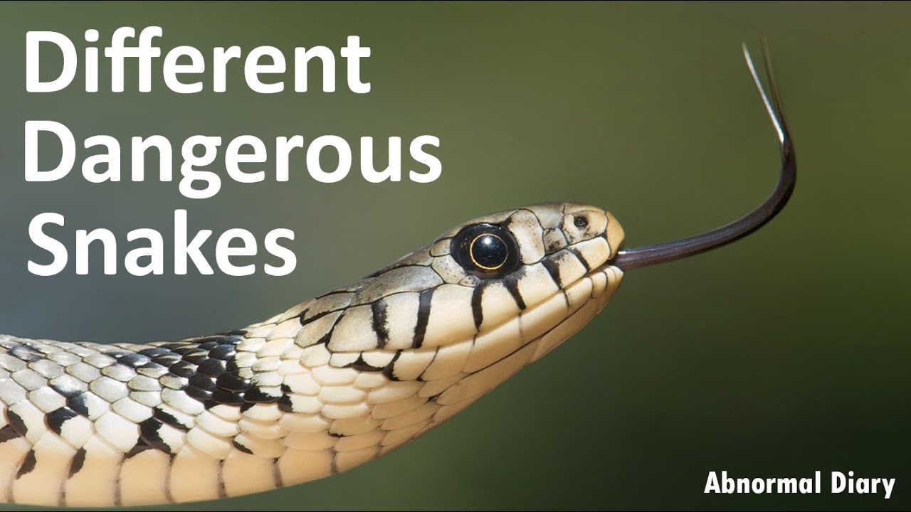 Different Dangerous Snakes | Animal Discovery | Abnormal Diary - YouTube
