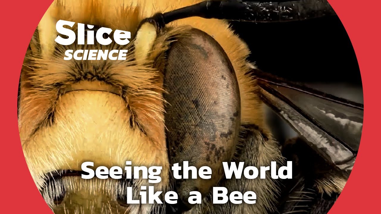 Exploring the Significance of Color in a Bee's Life | SLICE SCIENCE ...