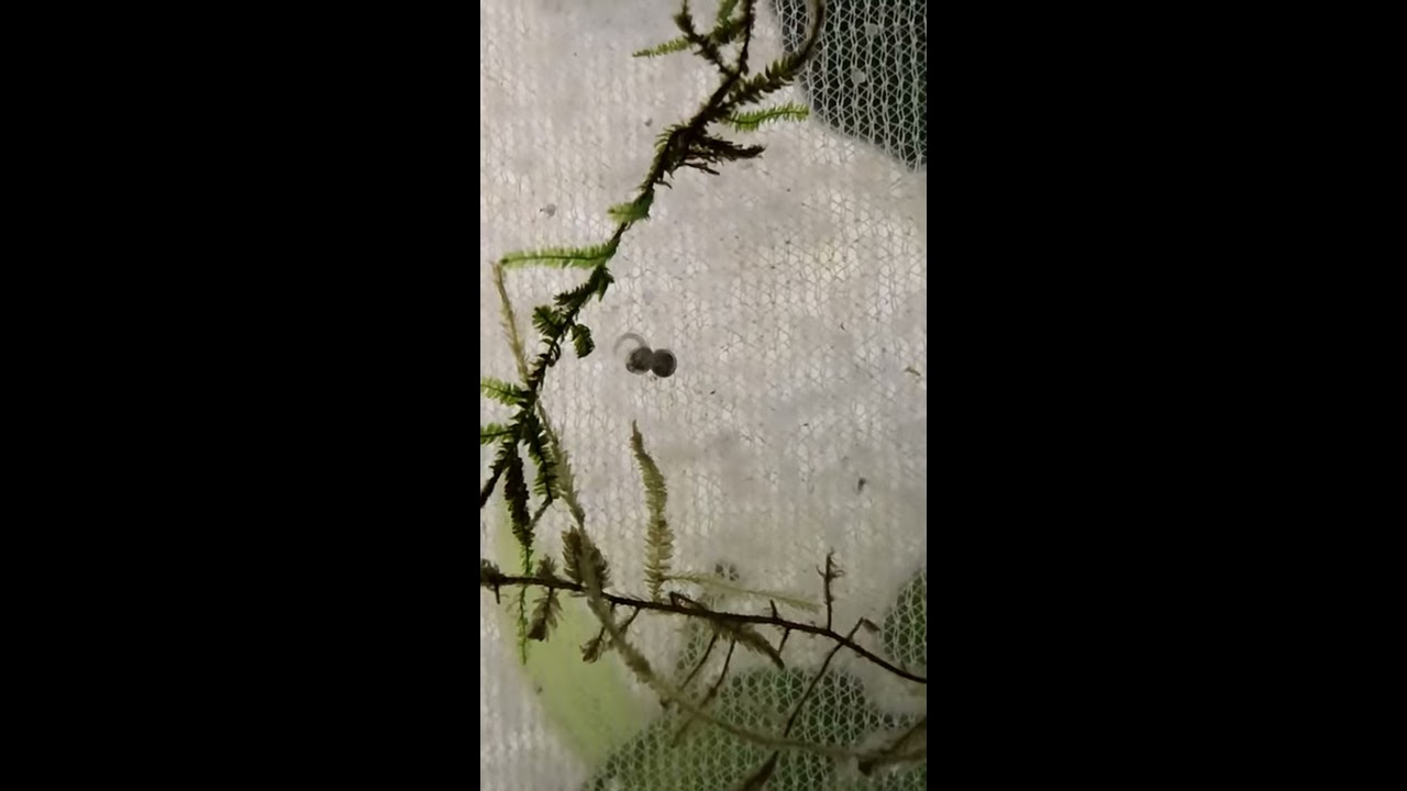 Panda corydora eggs hatching - YouTube