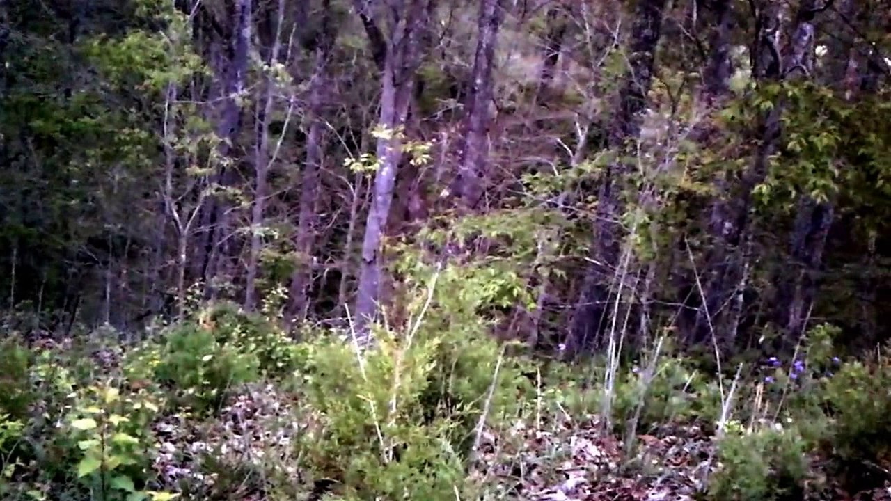 stabilized and enhanced footage of something lurking outside my yard ...