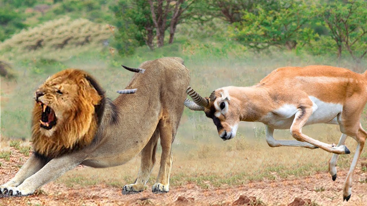 Leopard Vs Oryx | Oryx Attacked Madly Leopard To Defend Itself From ...