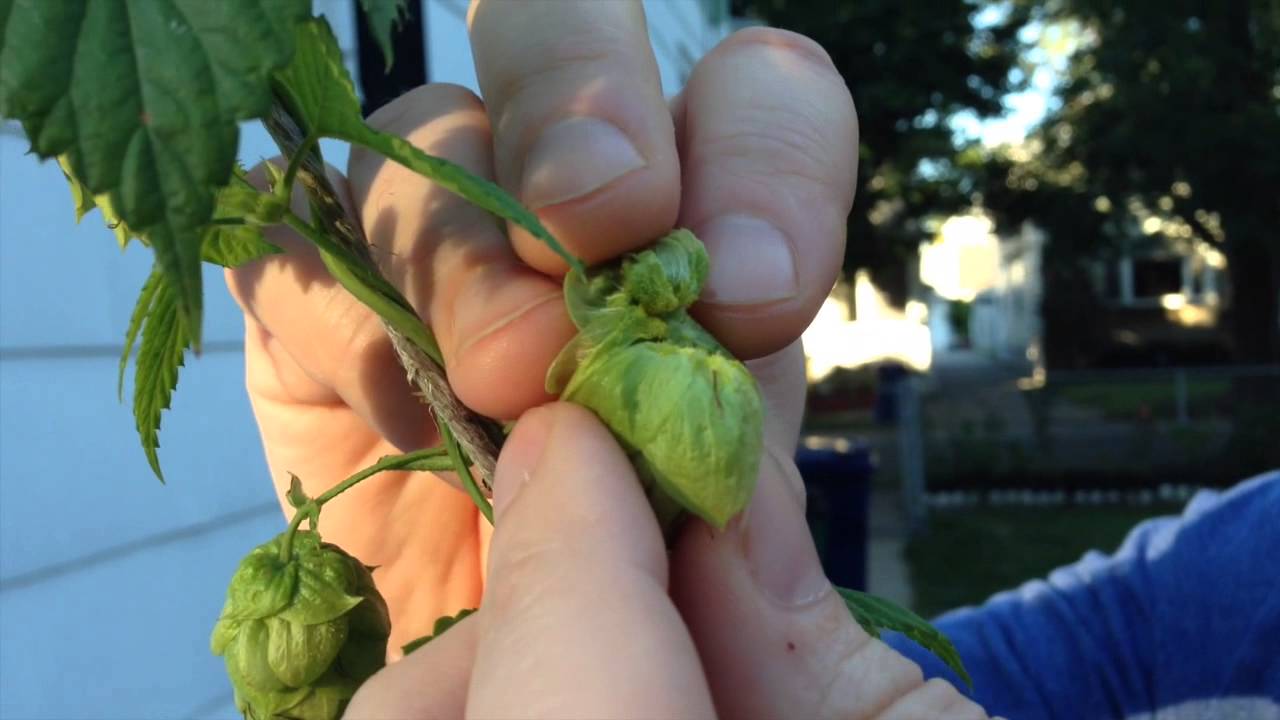 Inside a Hop Cone - YouTube
