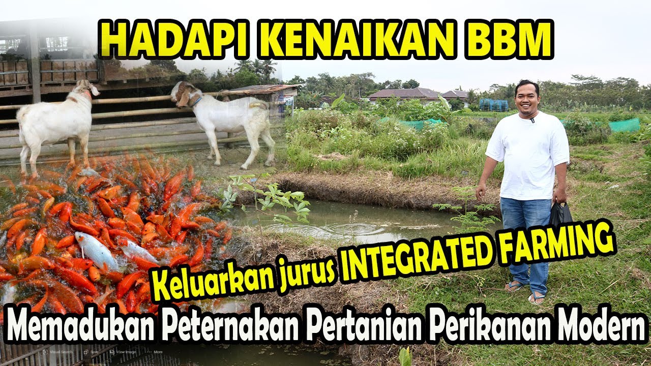 Untung Besar Integrated Farming,memadukan Peternakan Pertanian dan ...