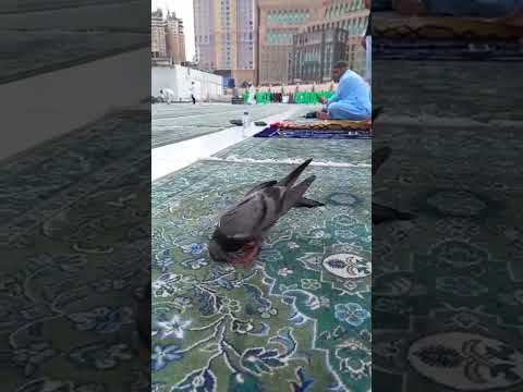 MEKKE DE SECDE EDEN GÜVERCİN #shorts