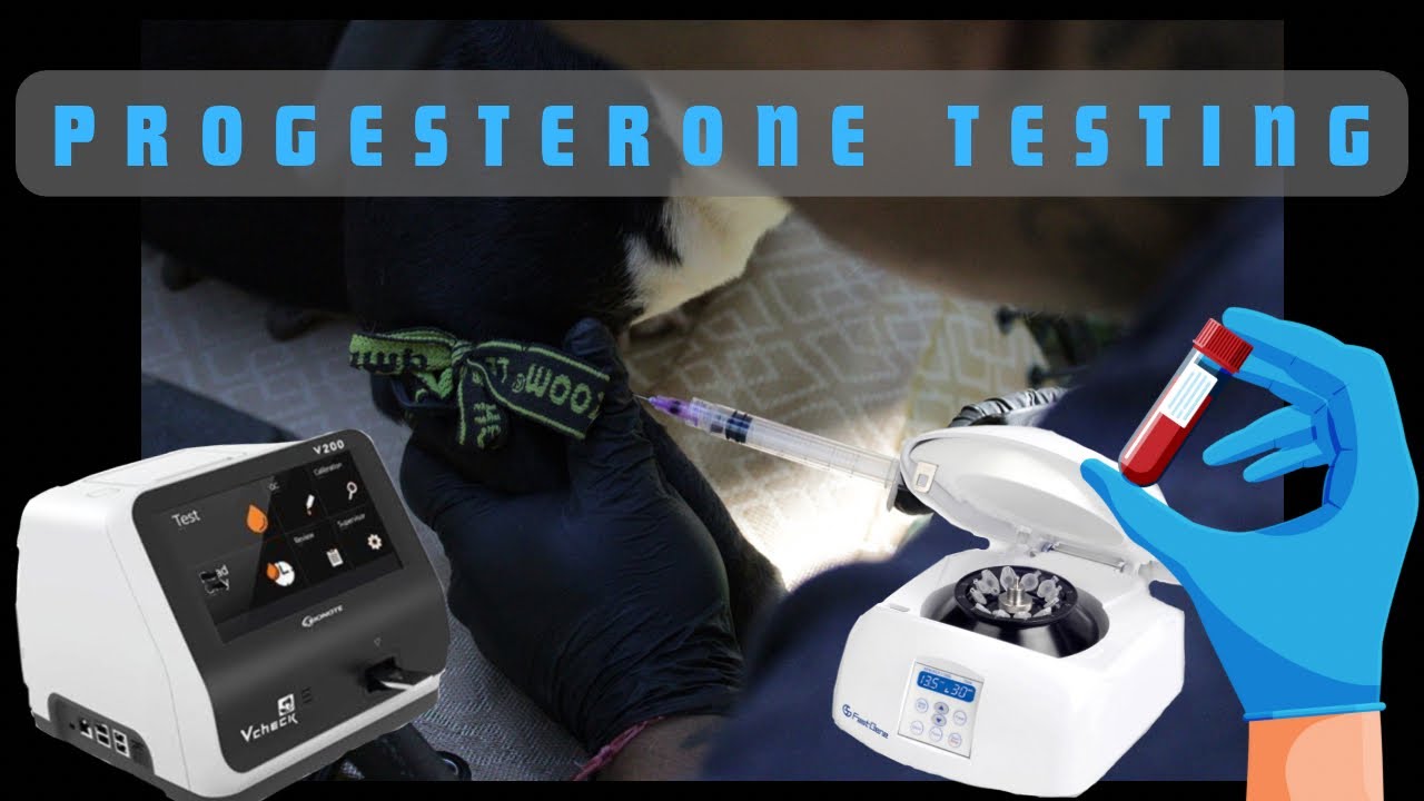 Progestrone testing👨‍🔬 | How we do it! - YouTube