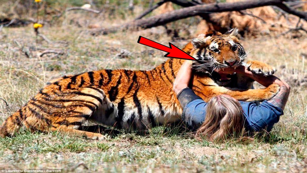 Terrifying Animal Encounters Caught on Camera! (You Won’t Believe 😱 ...