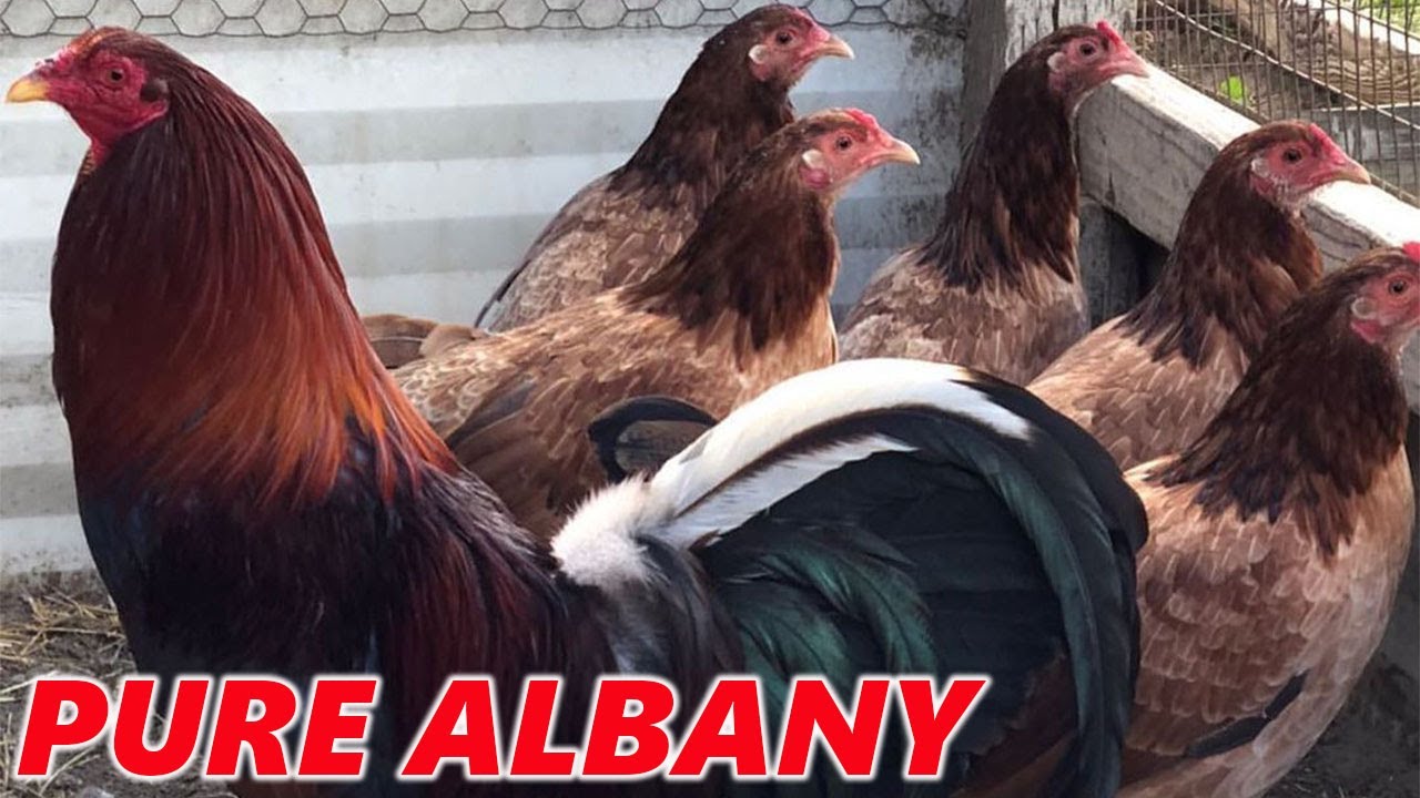 Pure Albany Chocolate Grey !! Grey Rock Farm | Farm Visit Beautiful ...