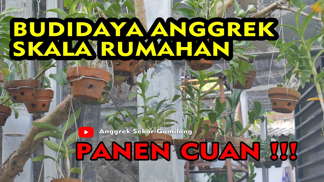 PANEN CUAN BUDIDAYA ANGGREK SKALA RUMAHAN - YouTube