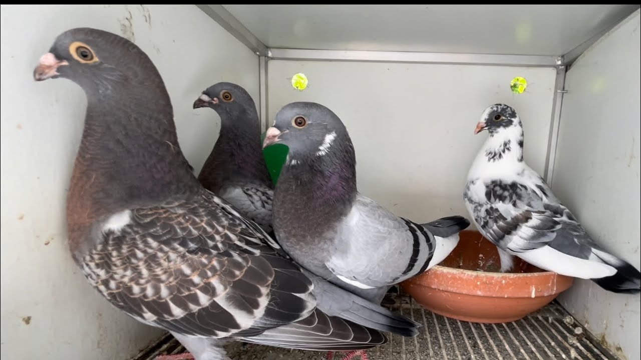 Pichones en Su primer vuelo - YouTube