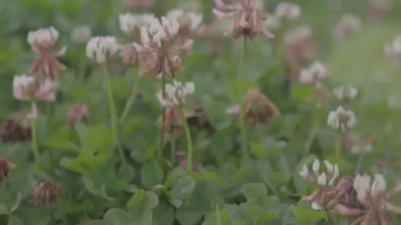 Technicolor CineStyle on Canon 700D Video [HD] - YouTube