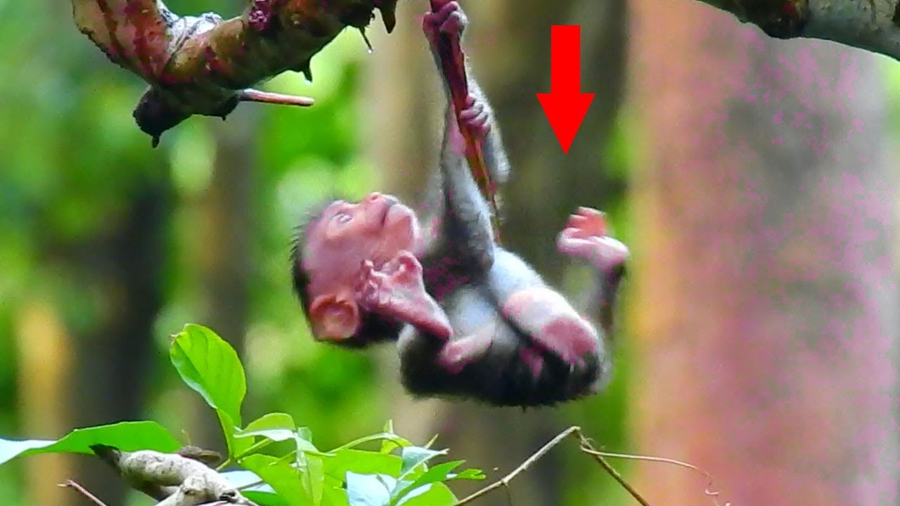 The First Time, Baby Brady Lost Mom Rose, She Finds Almost Fall From ...