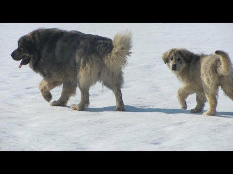 Sharri Mountain Dogs from Bitola Macedonia - YouTube