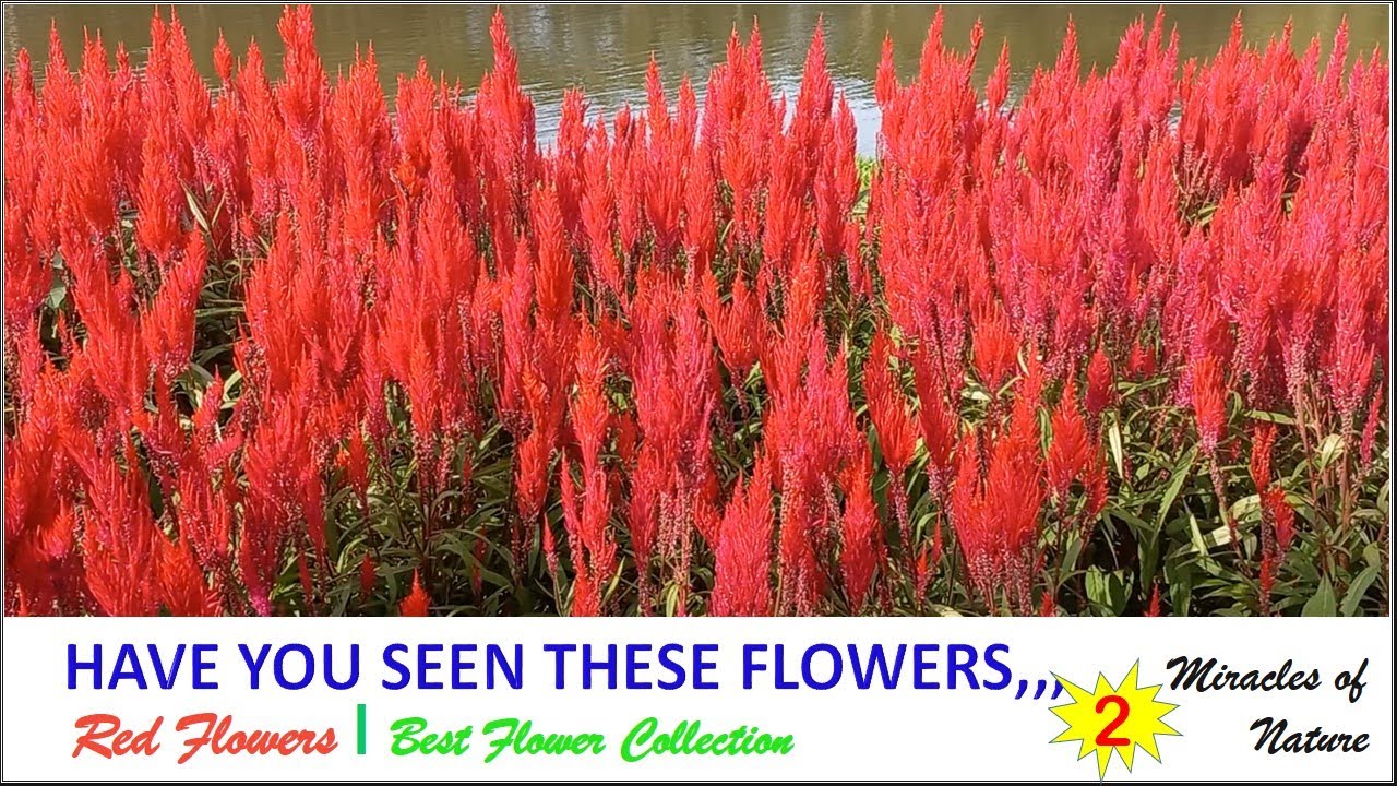 HAVE YOU SEEN THESE FLOWERS – Red Flowers – Best Flower Collection ...