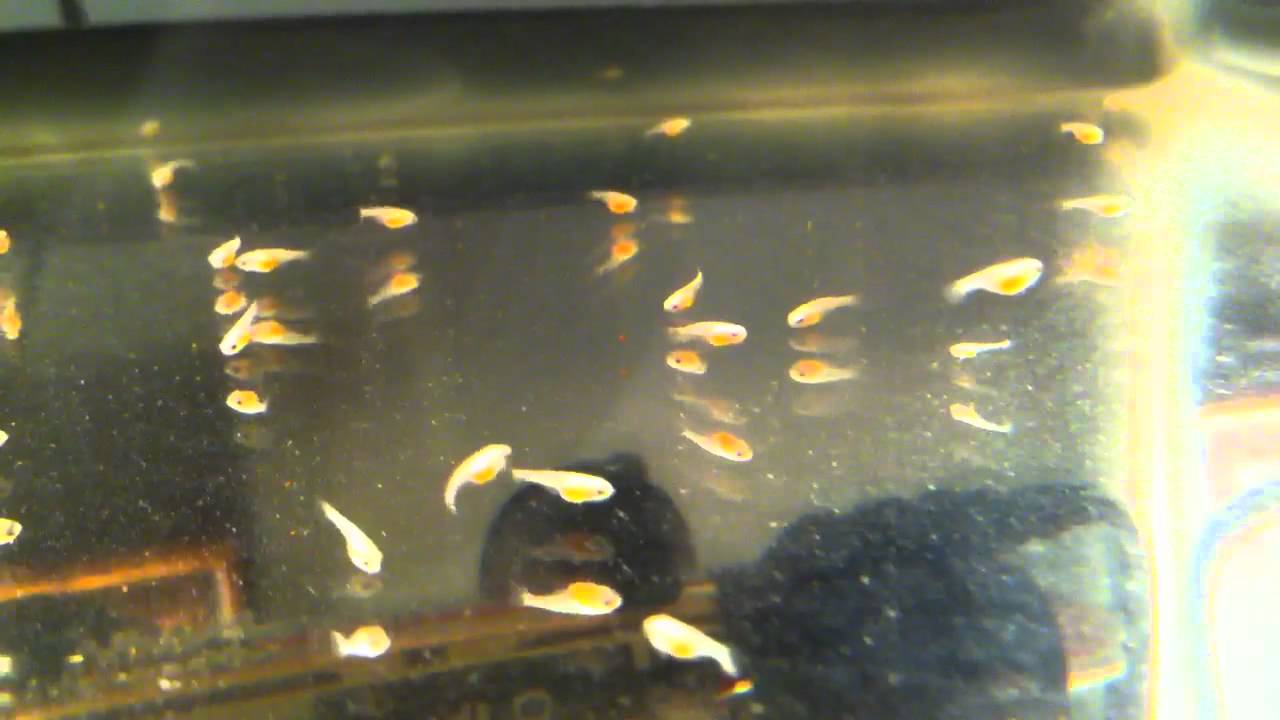 3 weeks old betta fry HD - YouTube