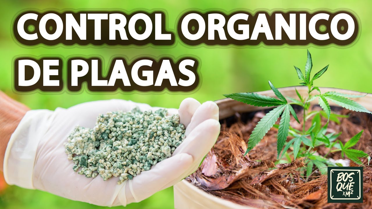 CONTROL ORGÁNICO DE PLAGAS Y ENFERMEDADES PARA INDOOR - YouTube