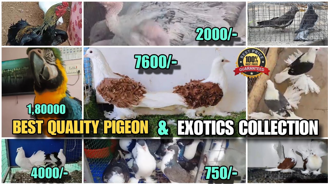 "Best Quality Fancy Pigeon and Exotics Collection In Kerala Pets Market ...