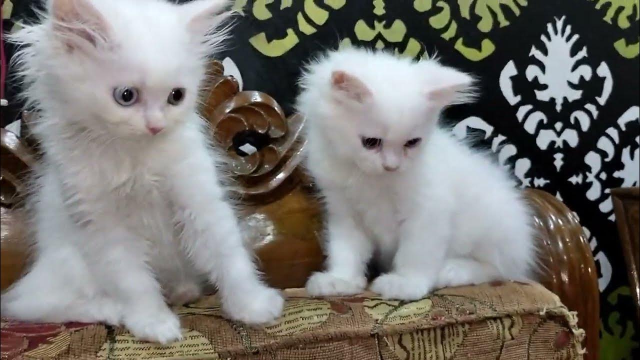 cute baby cat kitten- Funny cats moments- little kittens playing socute- cute and lovely kittens ...