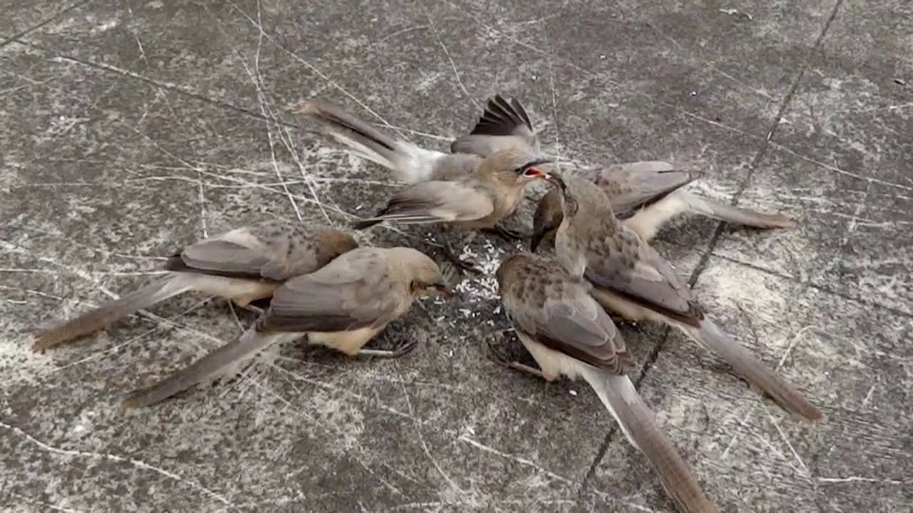 many Birds feeding a crying little bird - YouTube