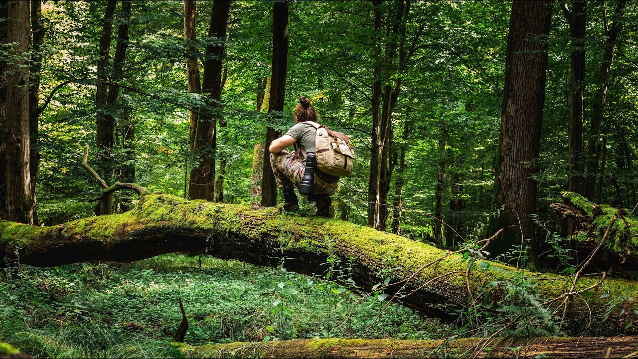 Exploring ANCIENT Forest in The Middle of Europe - YouTube