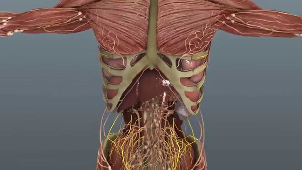 Cancer Attack on Human Body - YouTube