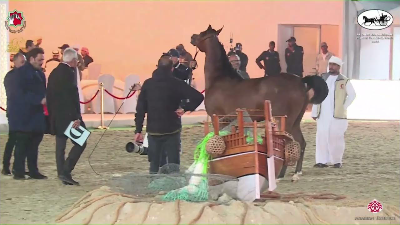 N.126 D SHRAISHAH - Al Dhafrah Arabian Horse Championship 2023 ...