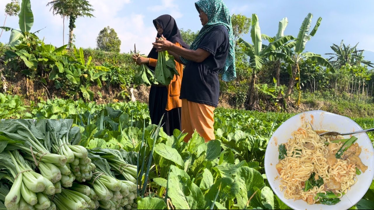 Masak Mi Ayam | Panen Sawi Caisim di Sawah - YouTube