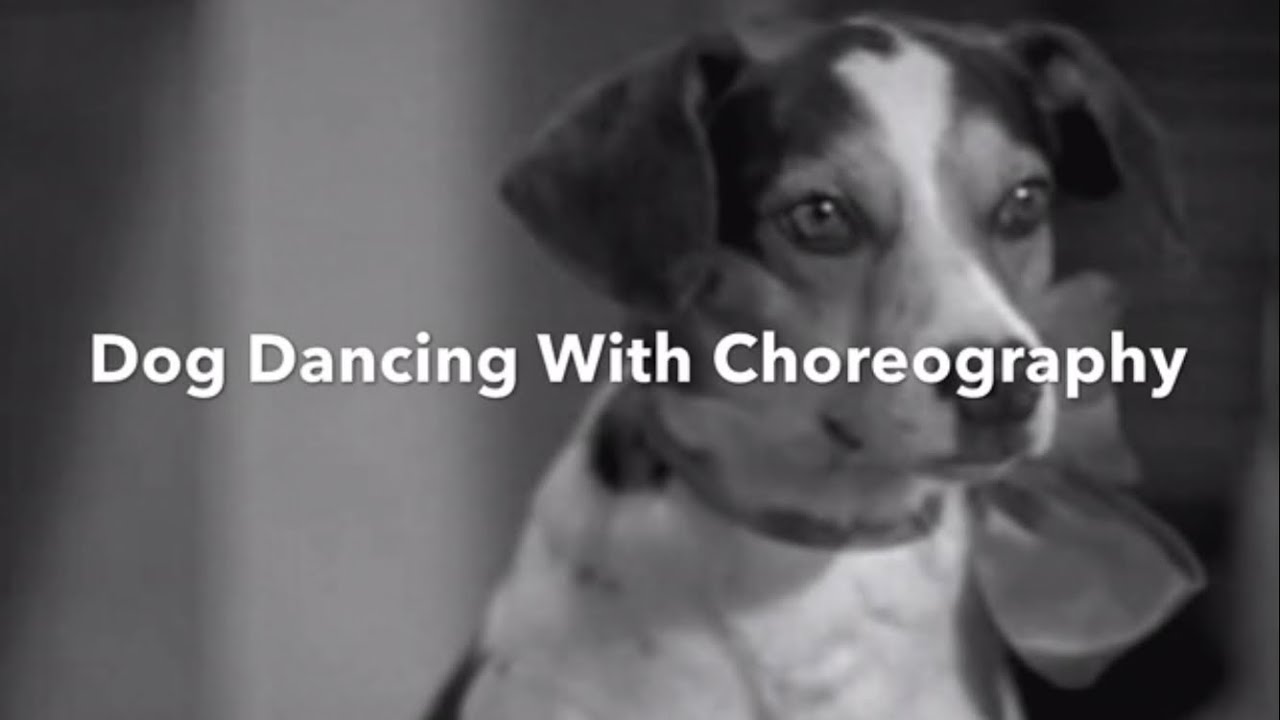 Dog Dancing With Choreography - YouTube