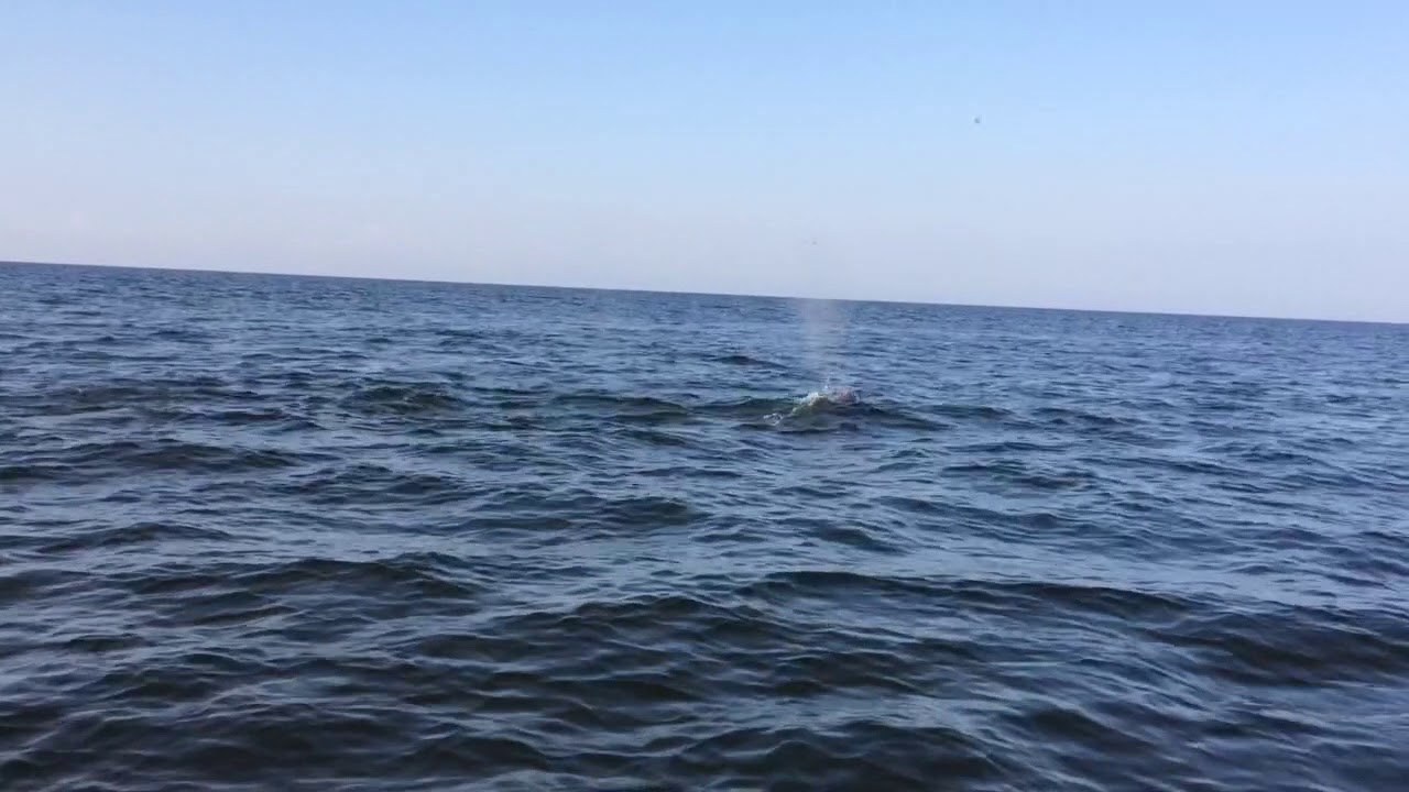 Dolphin tail slap hd - YouTube