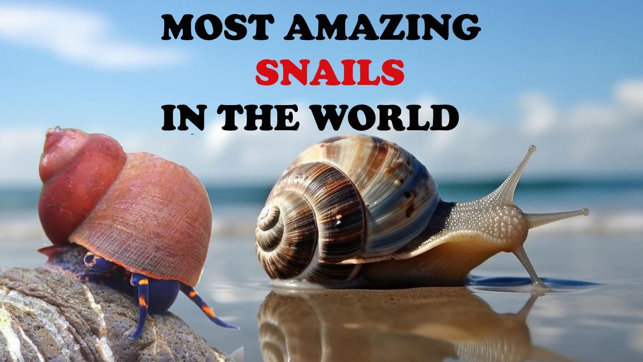 The Most Amazing Snails in the World | Slow down with Snails and Slugs ...