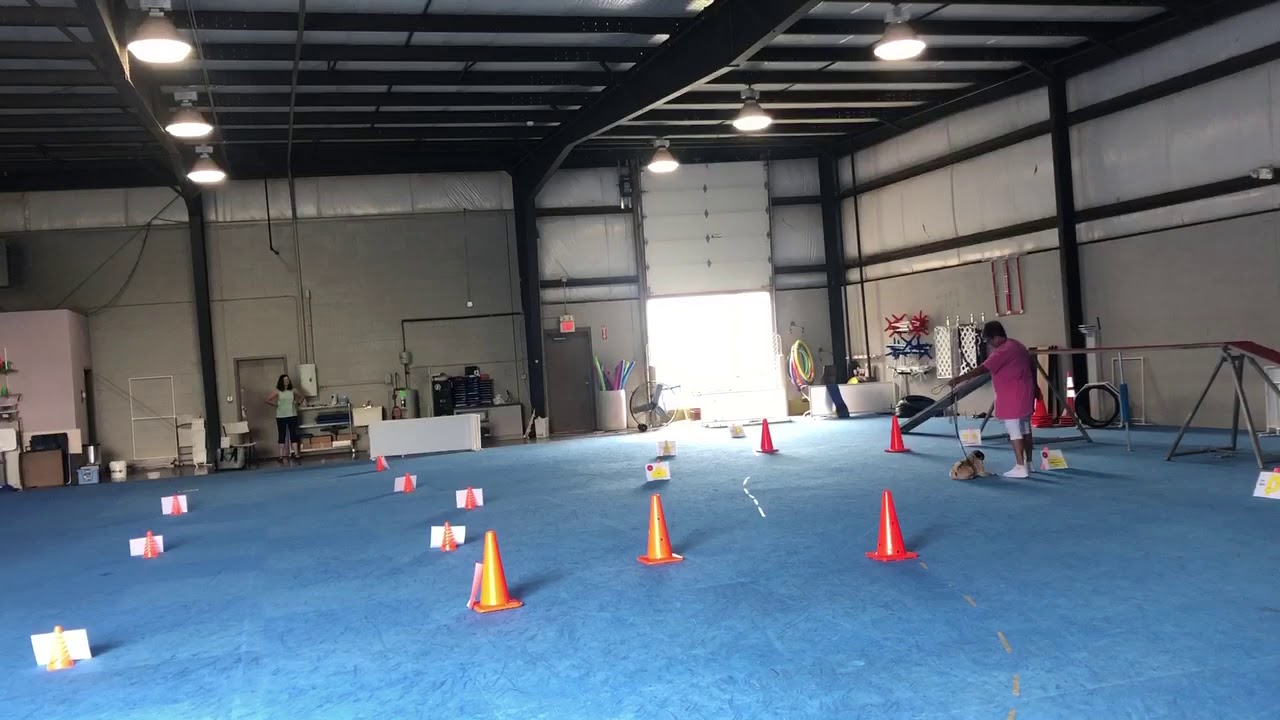 Kim Harpole and Pistol Virtual AKC Rally, Course 1 - YouTube