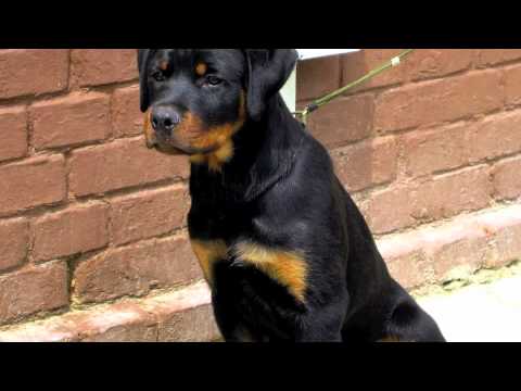 Ron & Fez - Disco Dog