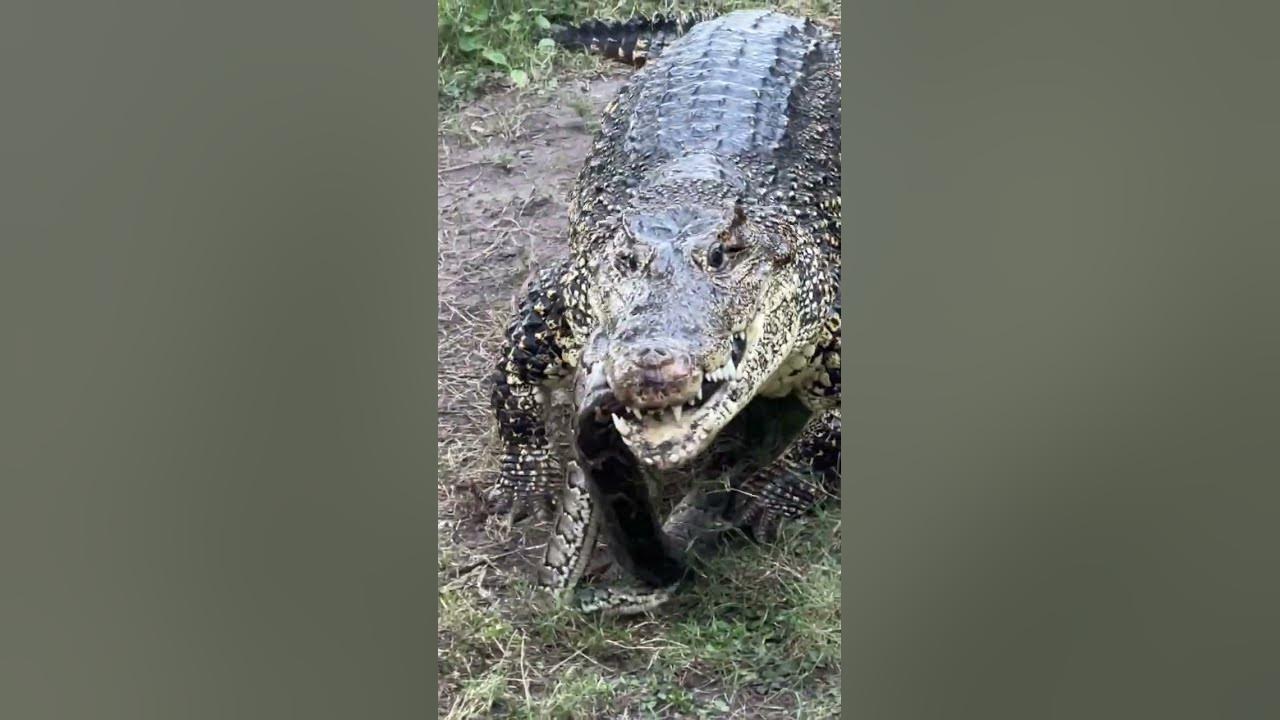 Crocodiles Fight for Giant Python *INSANE* - YouTube
