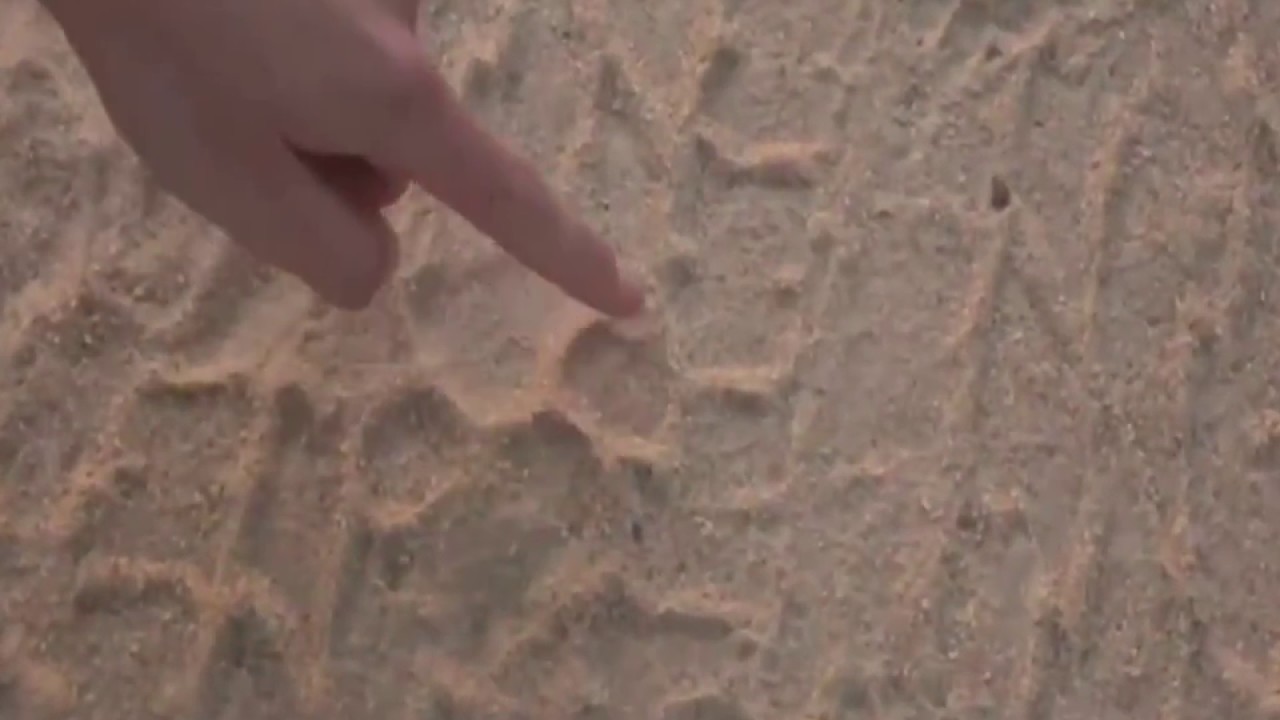 May 19, 2017- Sunrise- Jamie shows us Genet, Civet and Hyena tracks ...