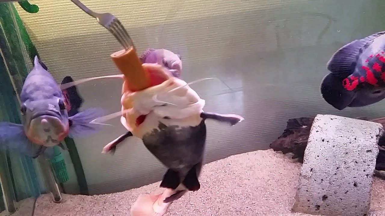 Red tail catfish eating jalapeño hotdog - YouTube