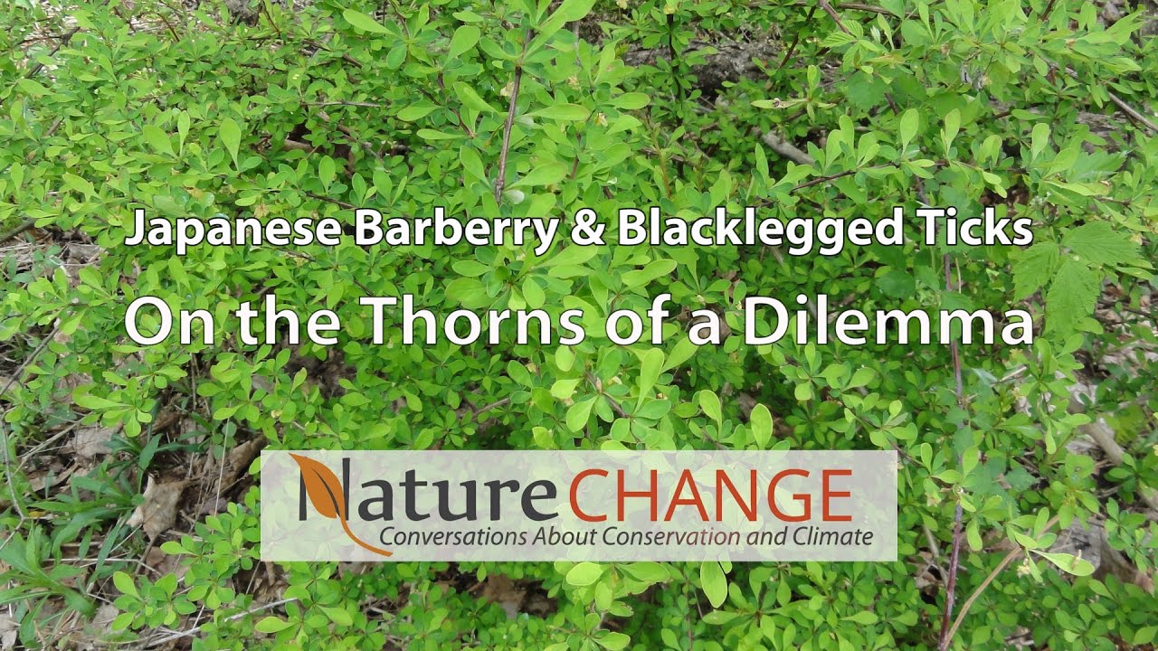 Japanese Barberry & Blacklegged Ticks - On the Thorns of a Dilemma ...