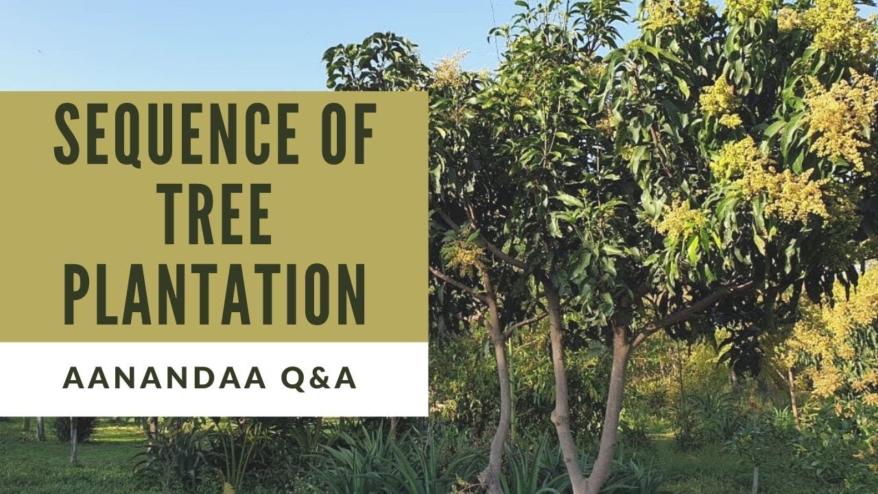 Q&A | How to start Tree Plantation in Permaculture? - YouTube